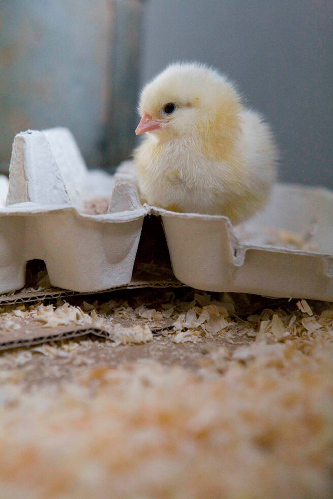 Anness Publishing | Mark Winwood Photography