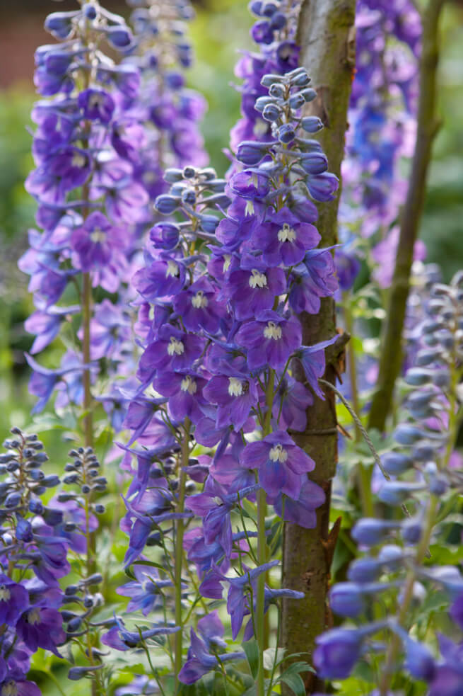 Anness Publishing | Mark Winwood Photography